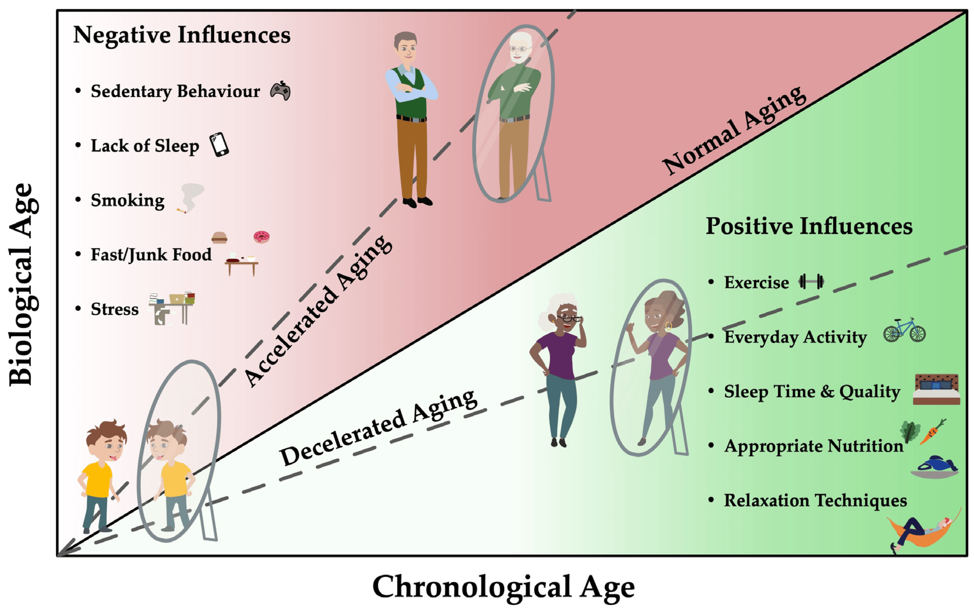 Telomere Length vs. Epigenetic Age: Unraveling the Secrets of Cellular ...