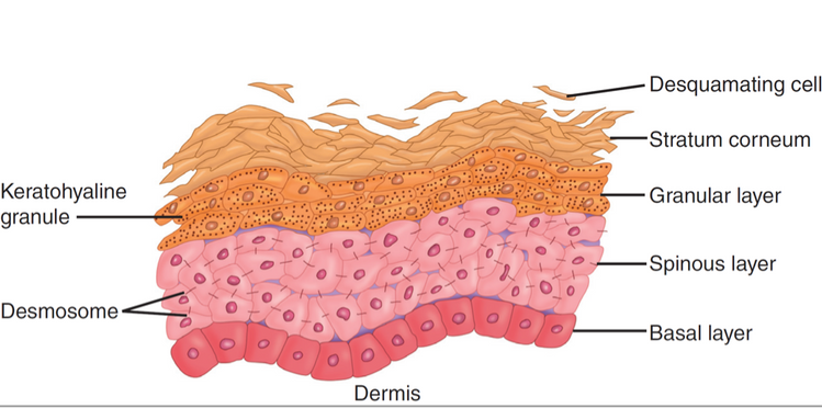 The 5 Layers of the Epidermis: Understanding Their Functions for ...